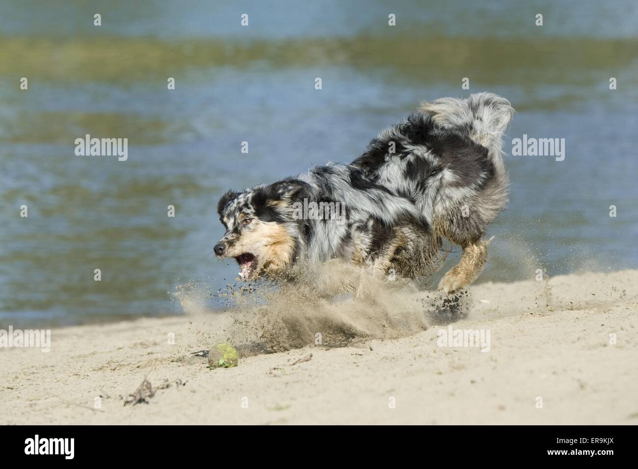 playing Australian Shepherd Stock Photo - Alamy