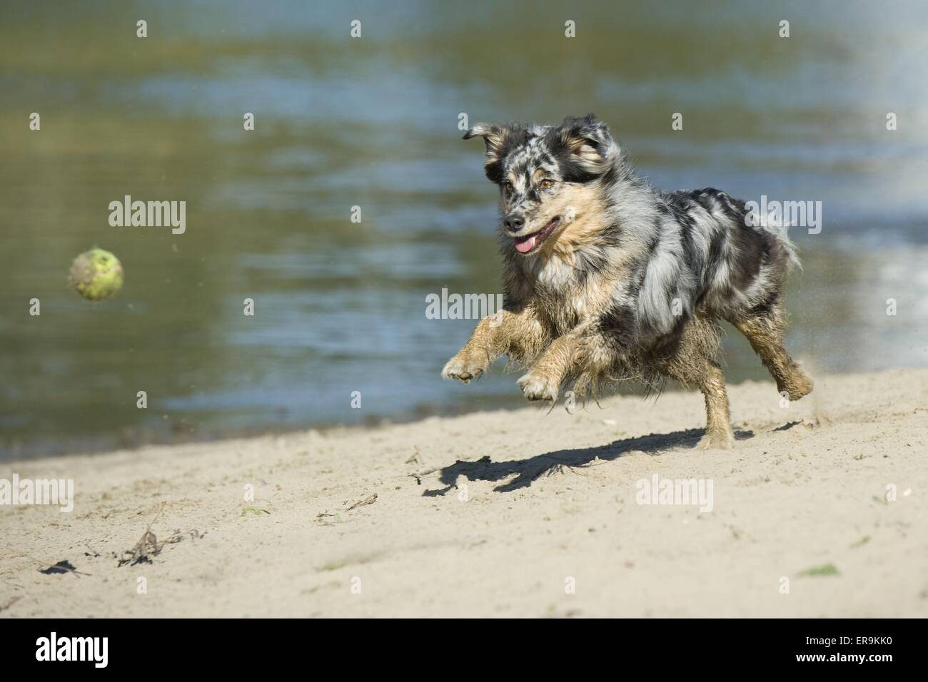 playing Australian Shepherd Stock Photo - Alamy