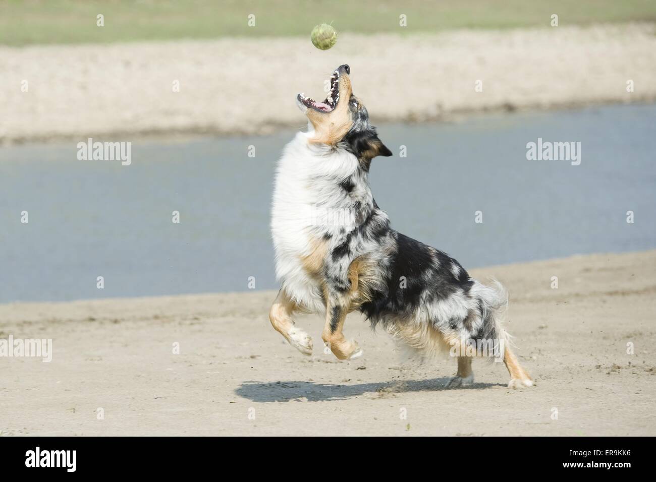 playing Australian Shepherd Stock Photo - Alamy