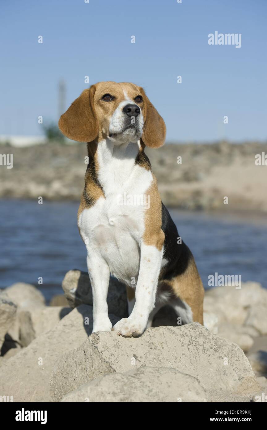 Single sit beagle dog hi-res stock photography and images - Alamy