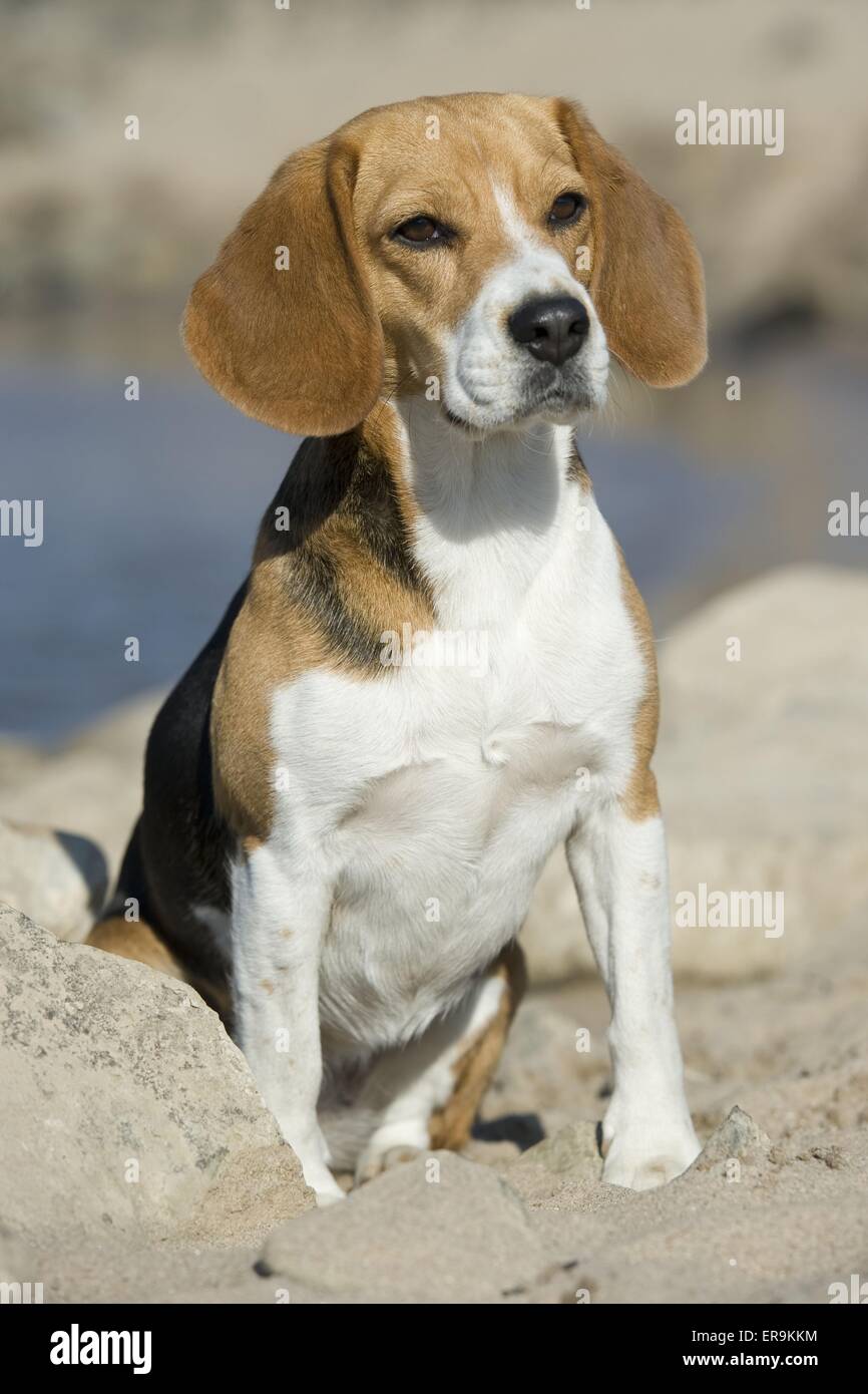 Single sit beagle dog hi-res stock photography and images - Alamy