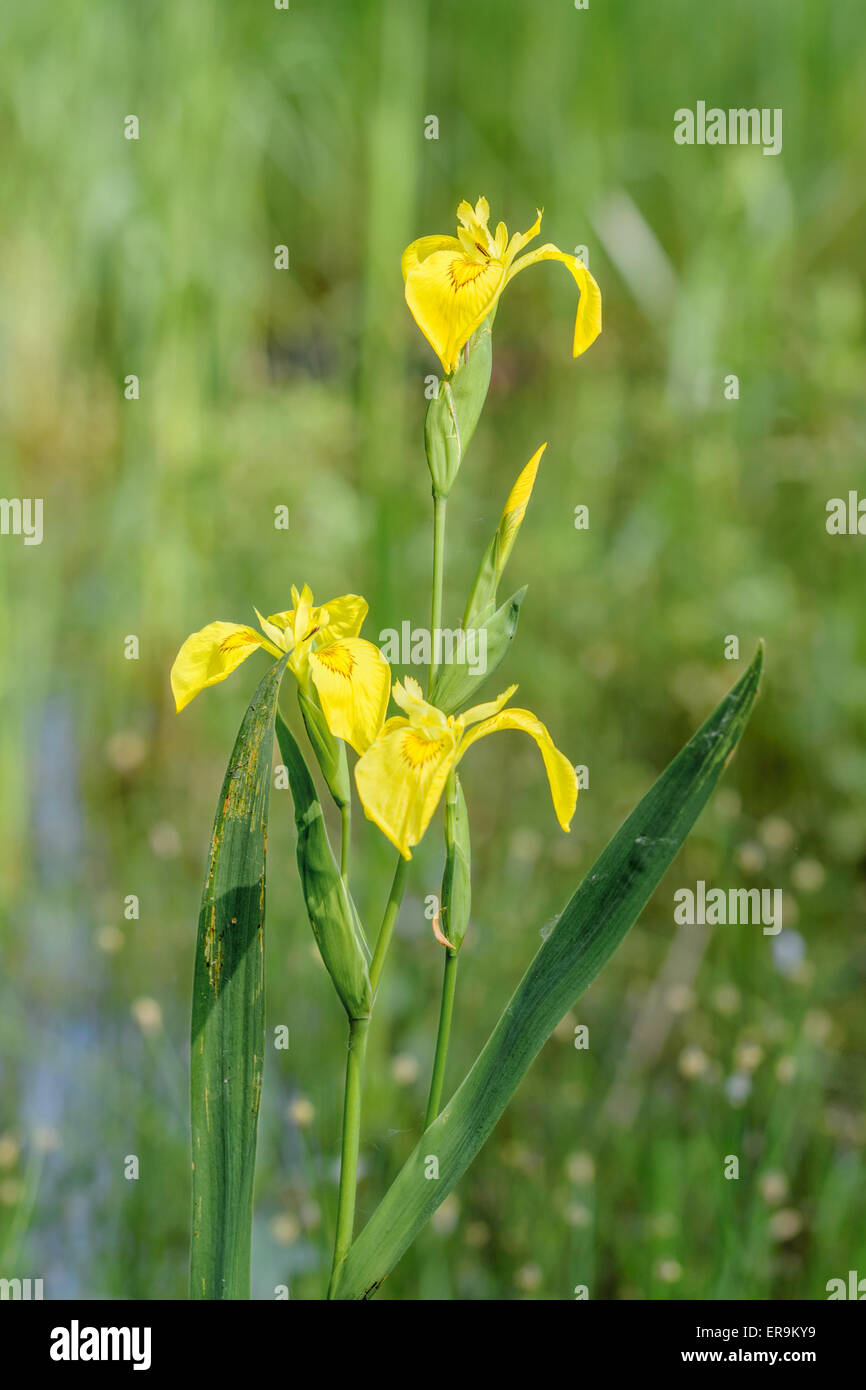Yellow aquatic iris in a pond close to the Dnieper river in Kiev ...