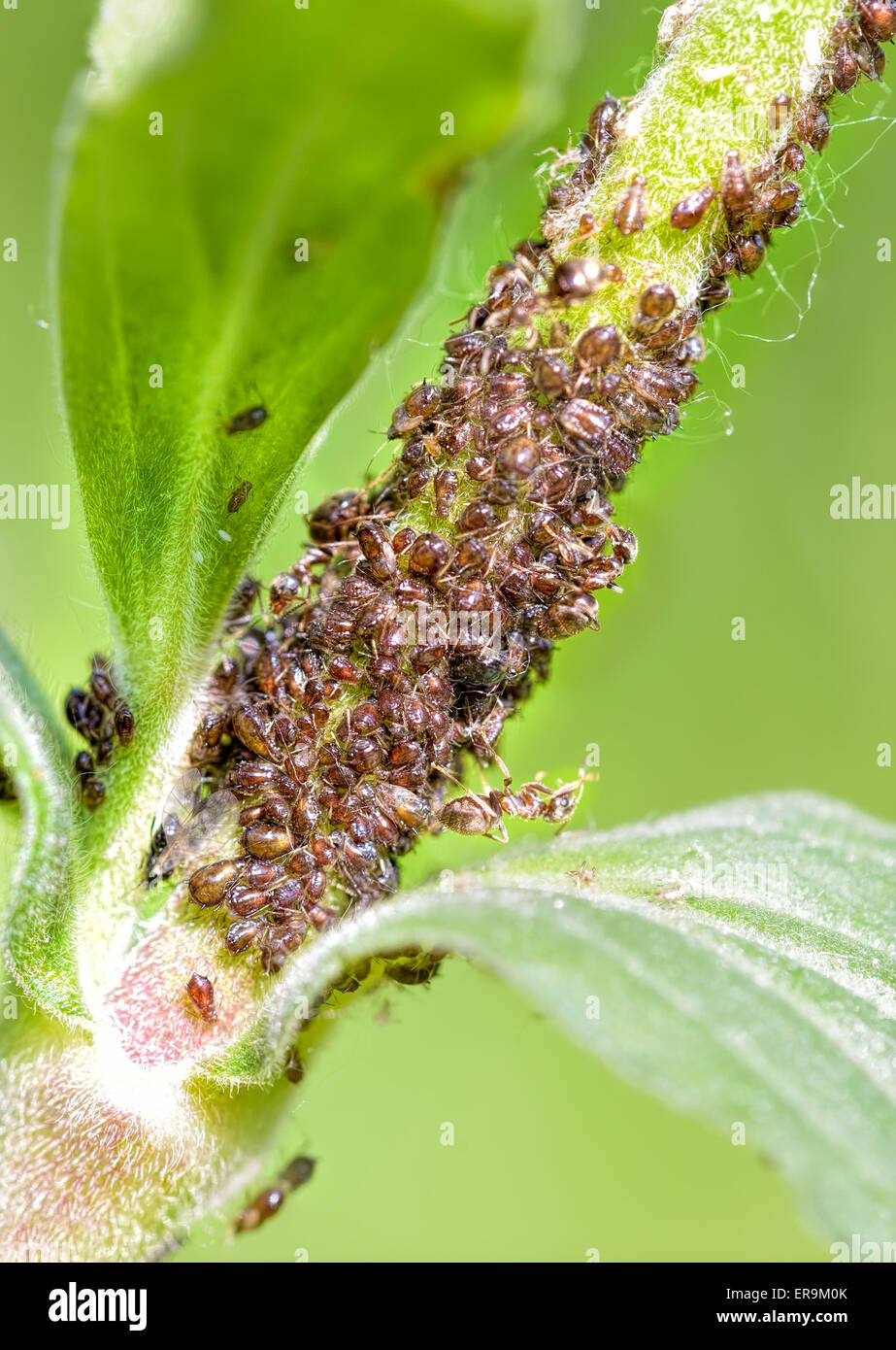 Ant breeding hi-res stock photography and images - Alamy