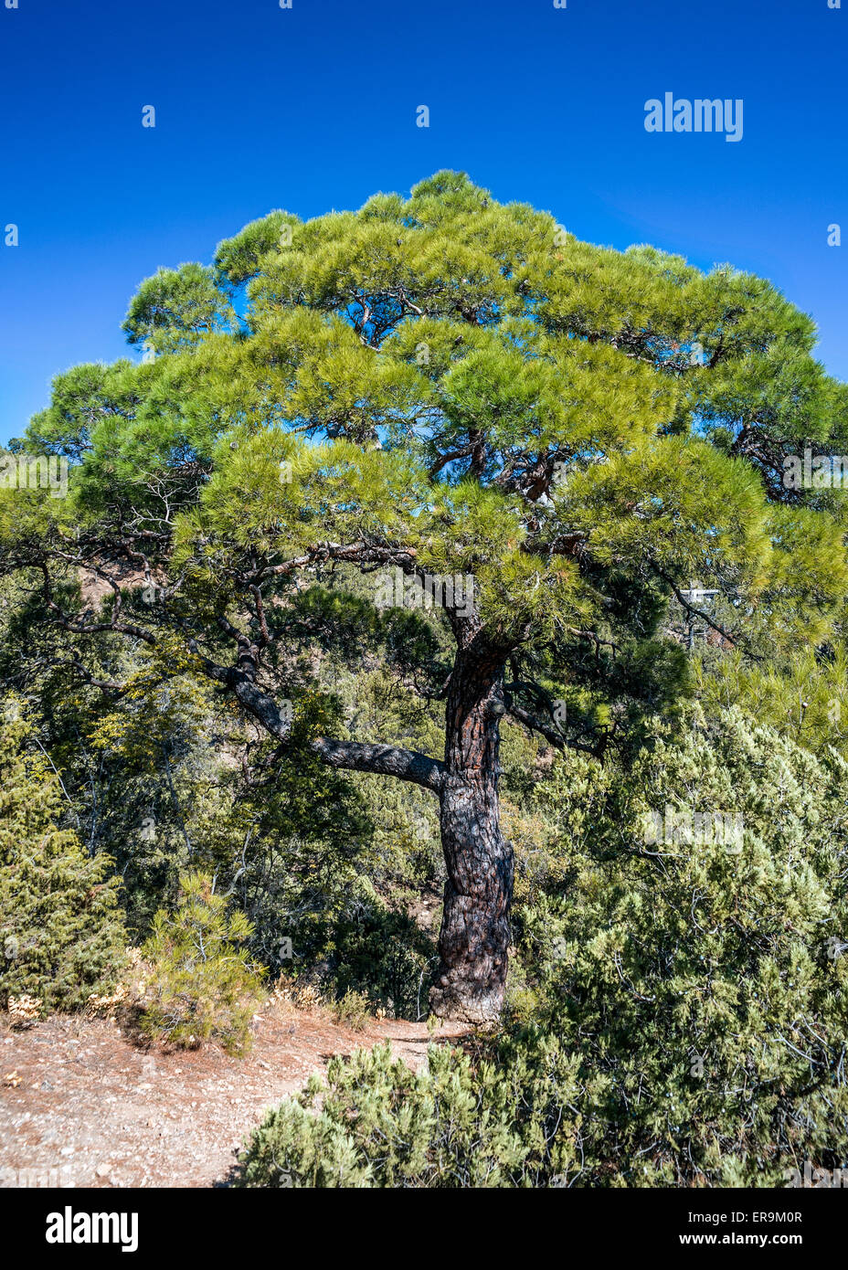 Pine tree growing on beach hi-res stock photography and images - Alamy