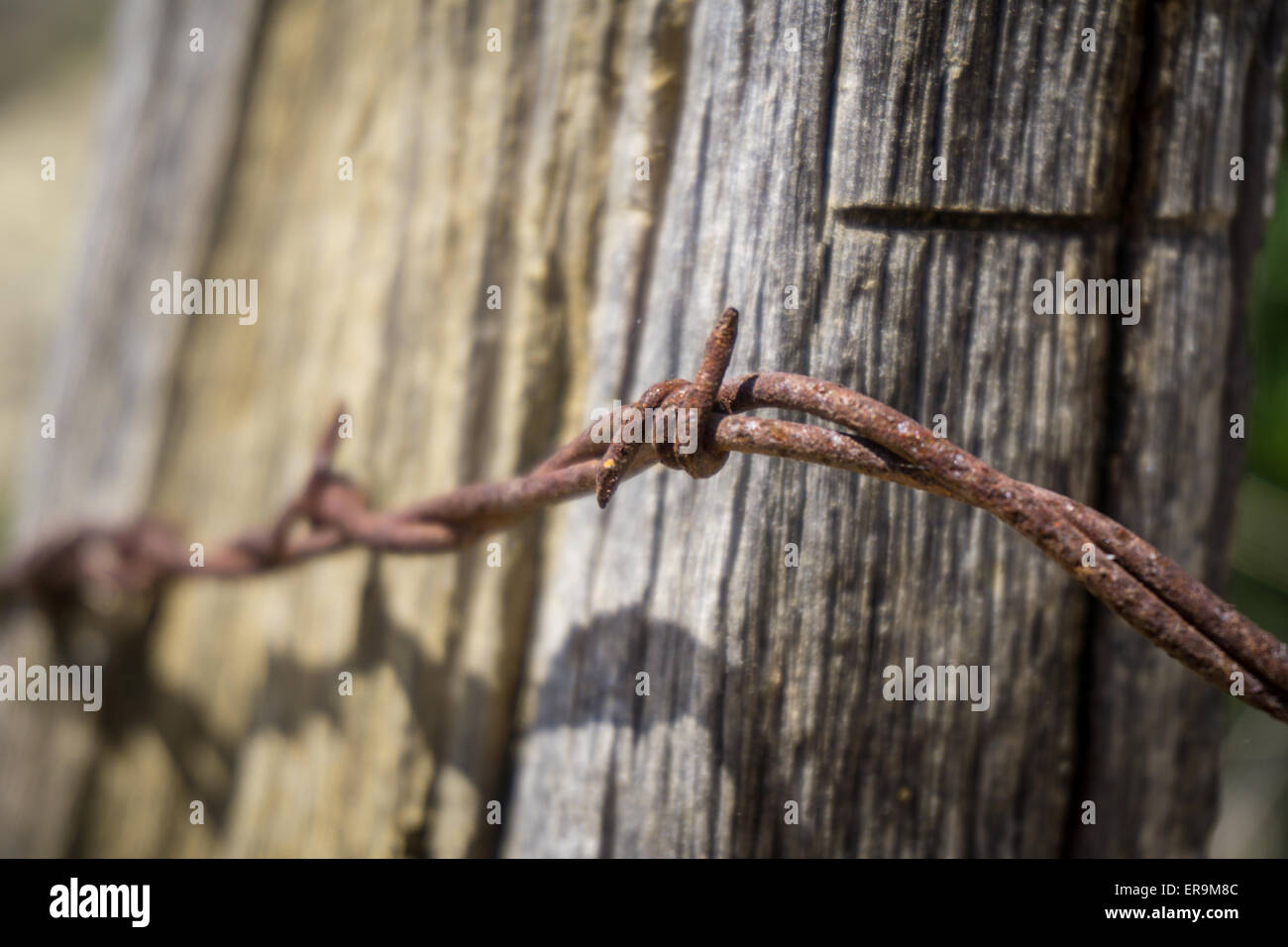 Rusted curl of sharp barbed wire against an aging fence post.gf Stock ...