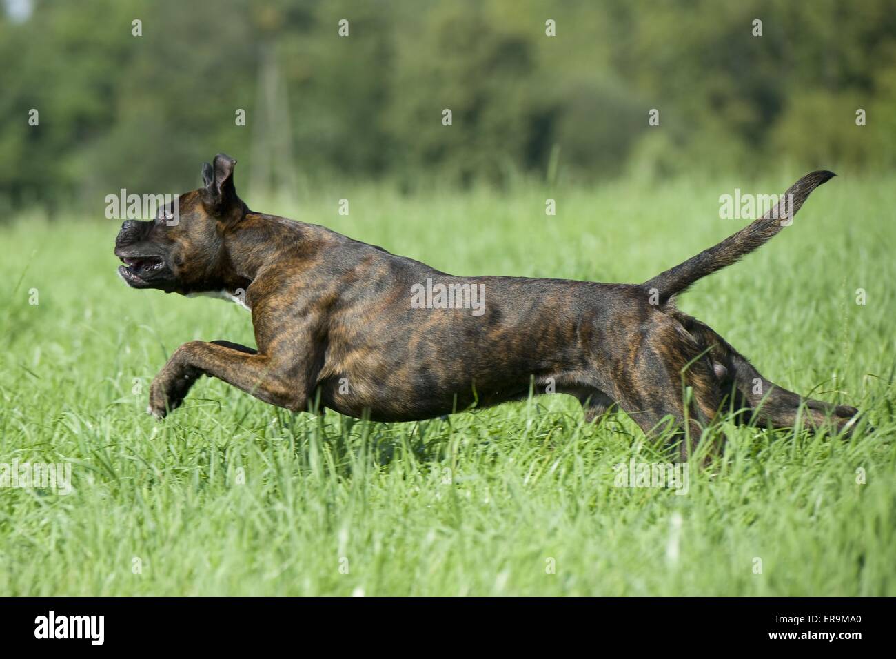 running German Boxer Stock Photo - Alamy