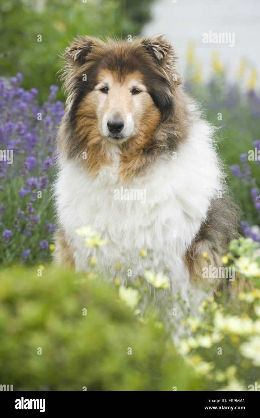 sitting longhaired collie Stock Photo - Alamy