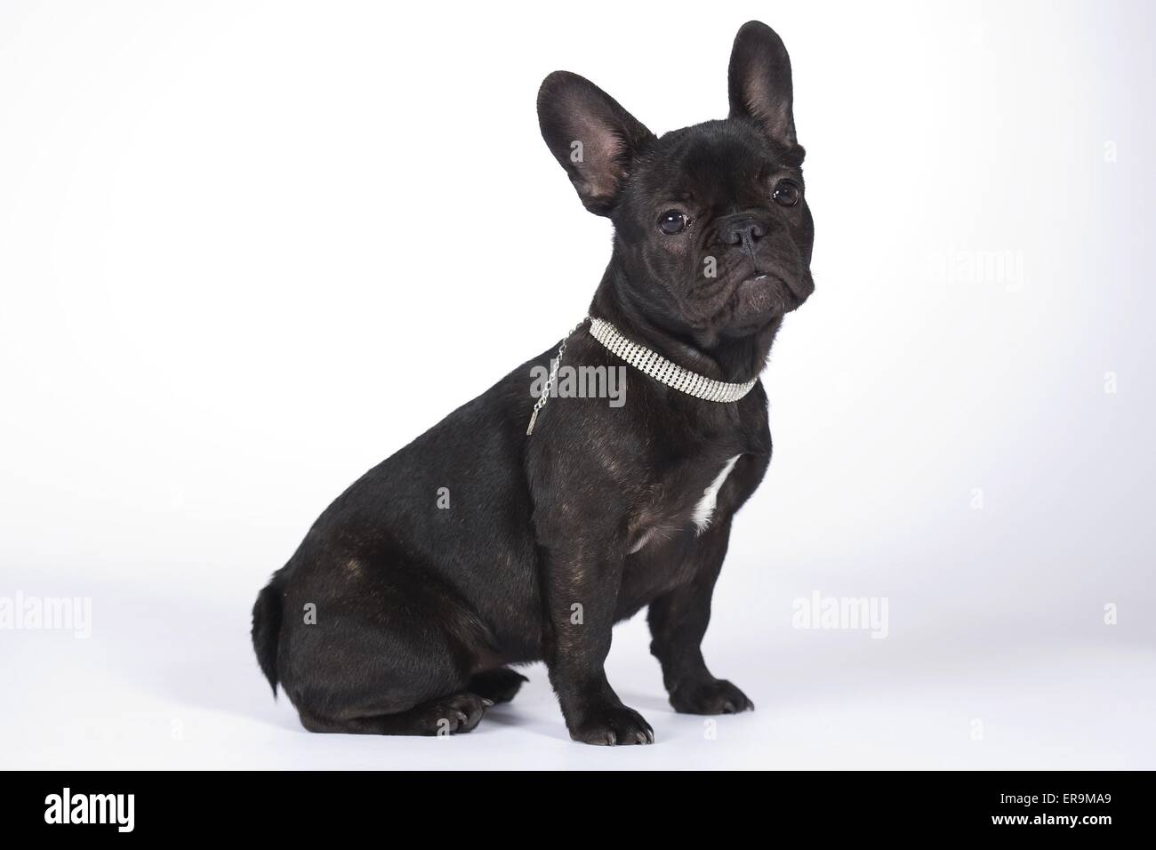 sitting French Bulldog Stock Photo - Alamy