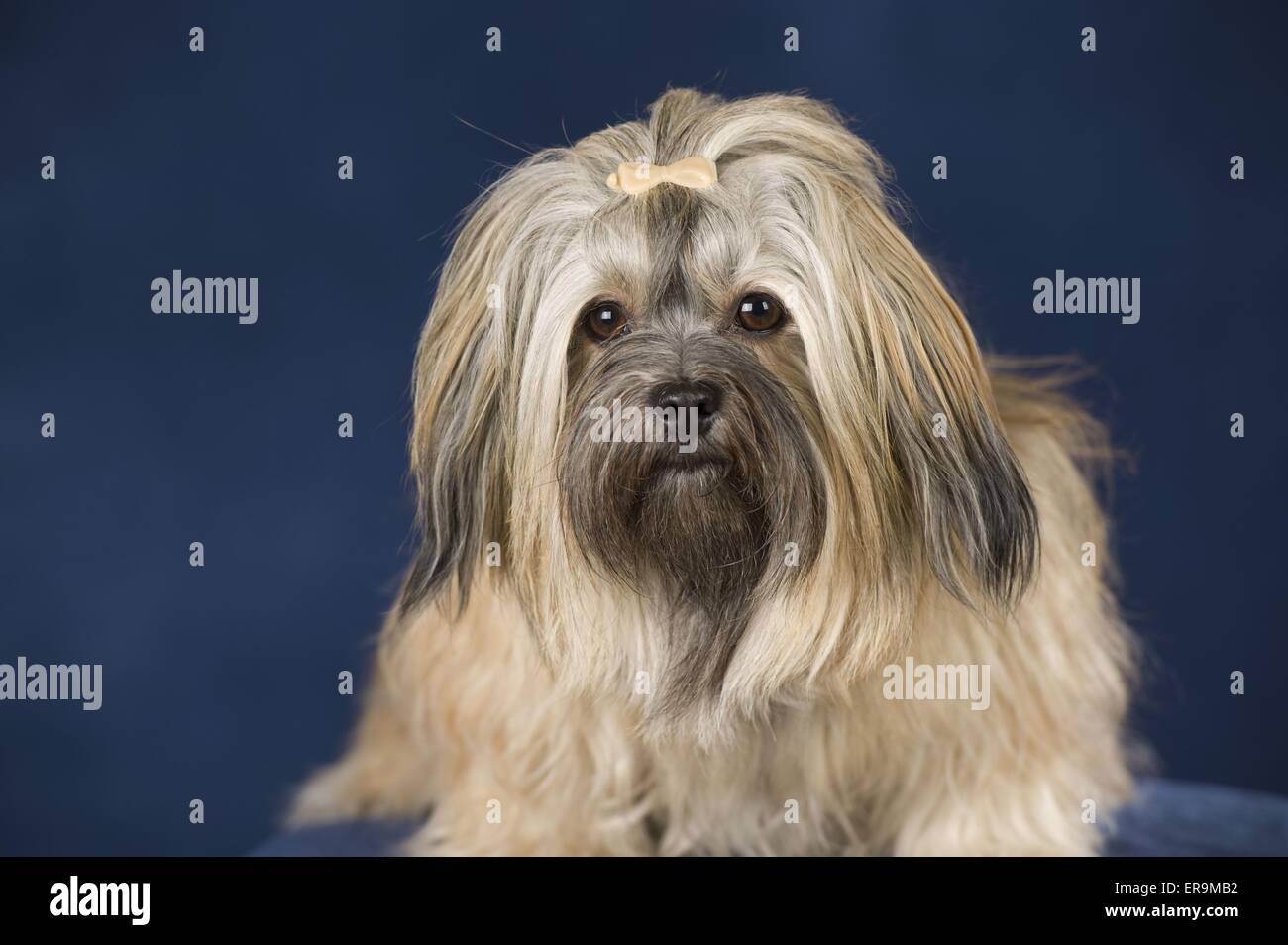 Havaneses hi-res stock photography and images - Alamy
