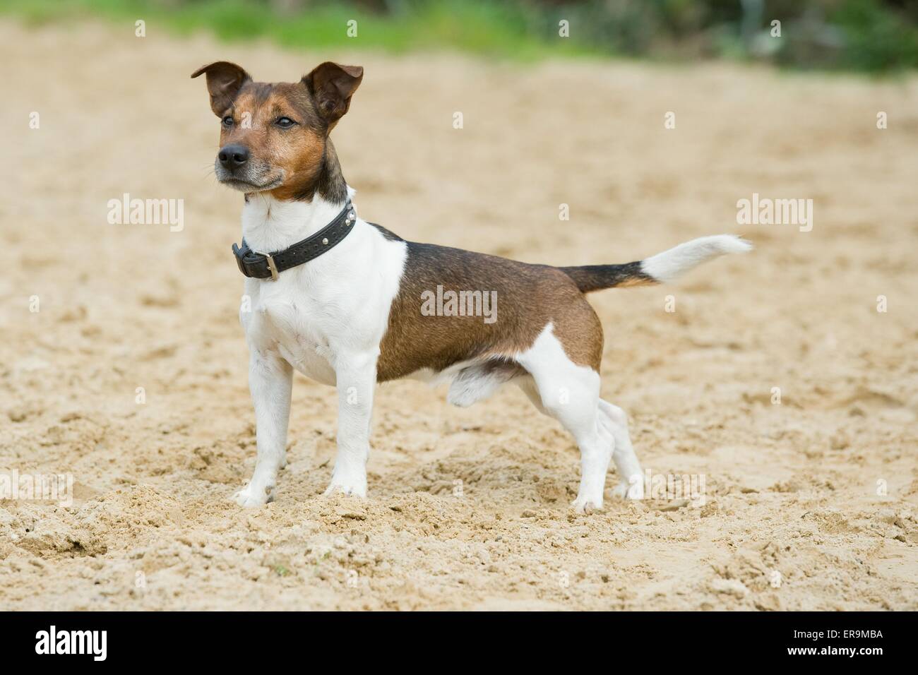 standing Jack Russell Terrier Stock Photo - Alamy