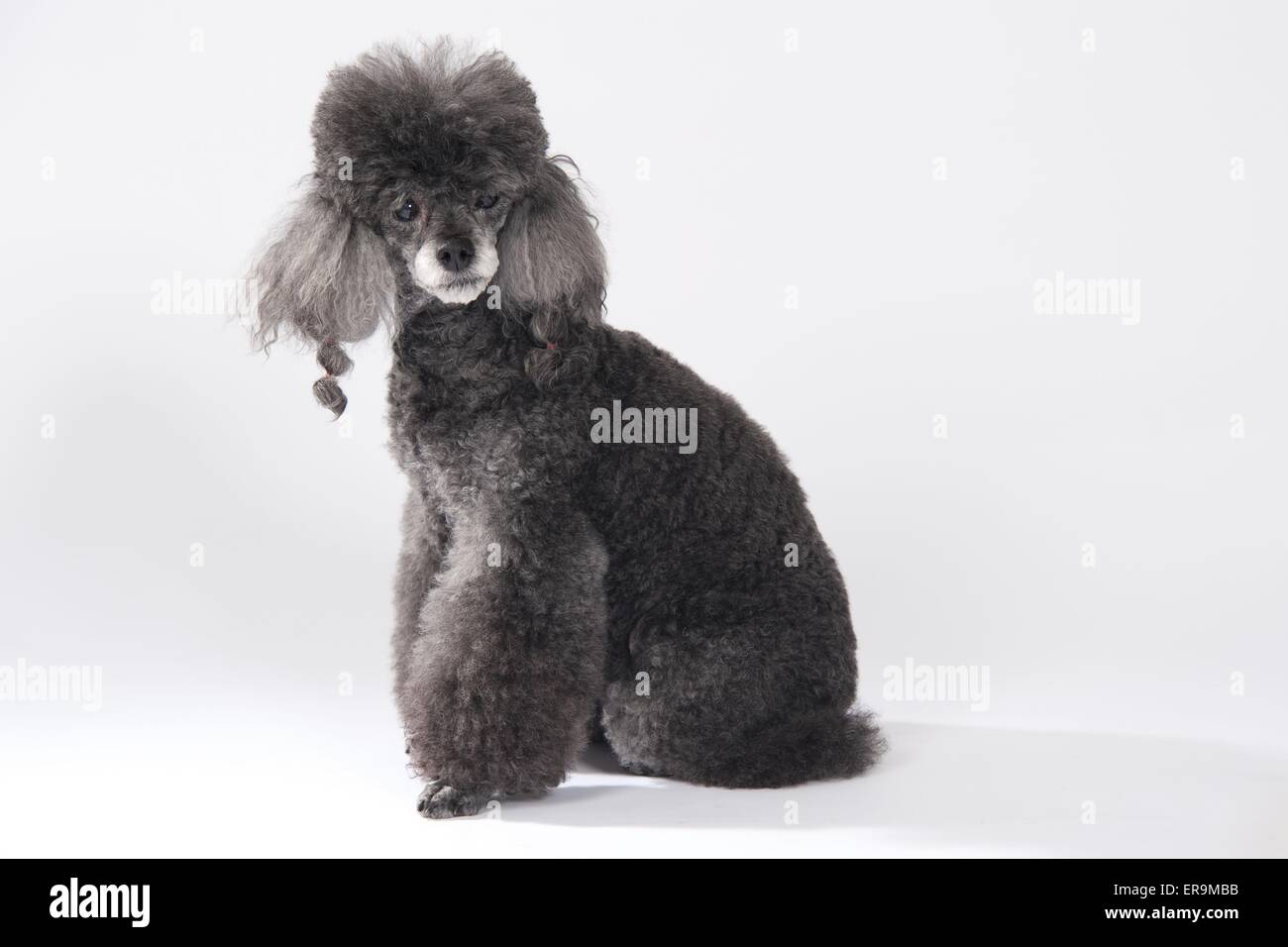 White standard poodle sitting hi-res stock photography and images - Alamy