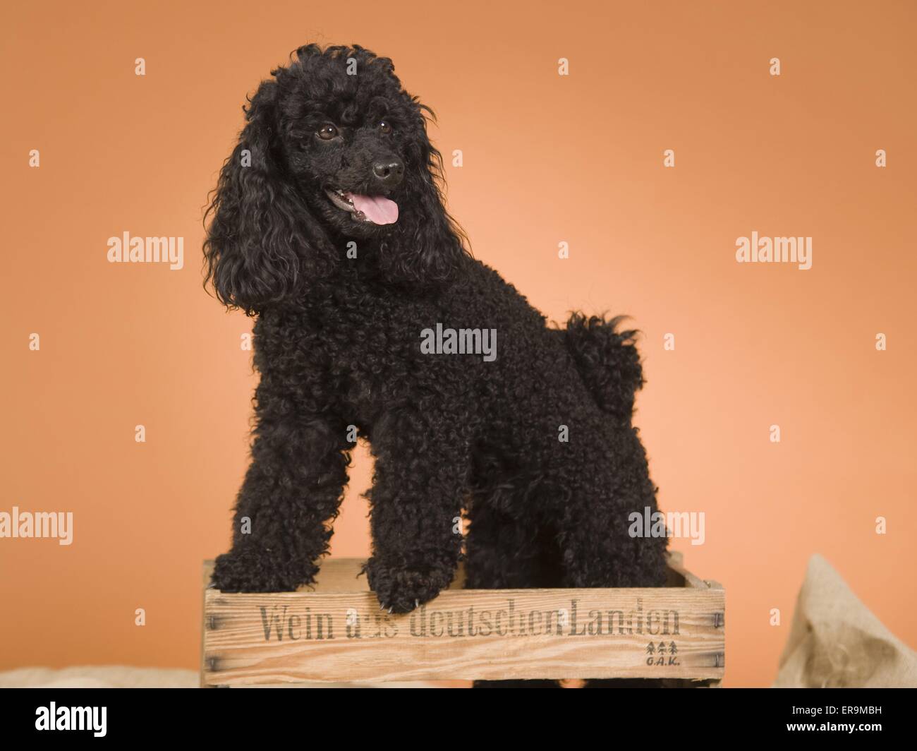Small poodle hi-res stock photography and images - Alamy