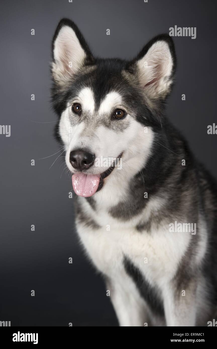 Siberian Husky Portrait Stock Photo - Alamy
