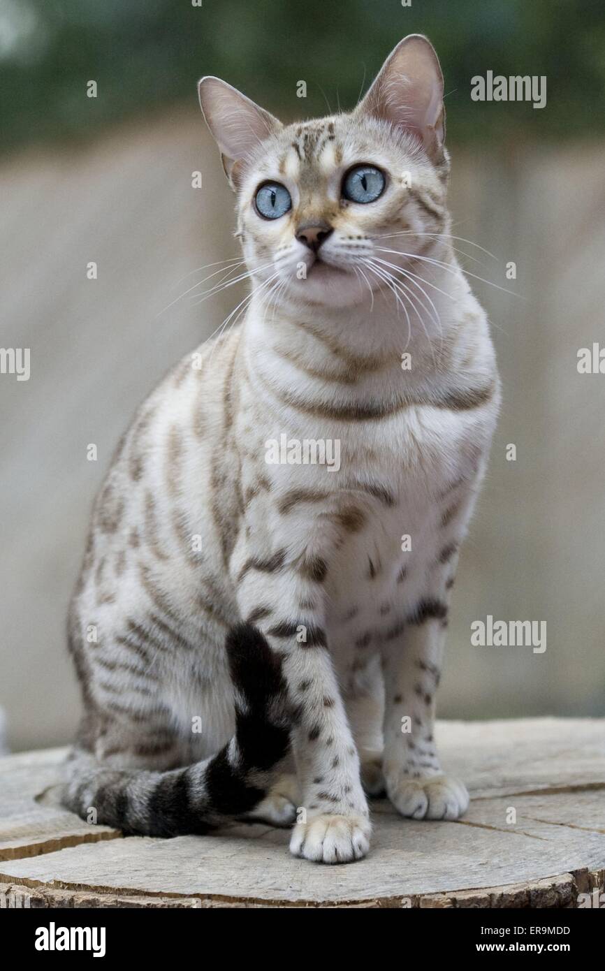 Snow Bengal Cats High Resolution Stock Photography and Images - Alamy