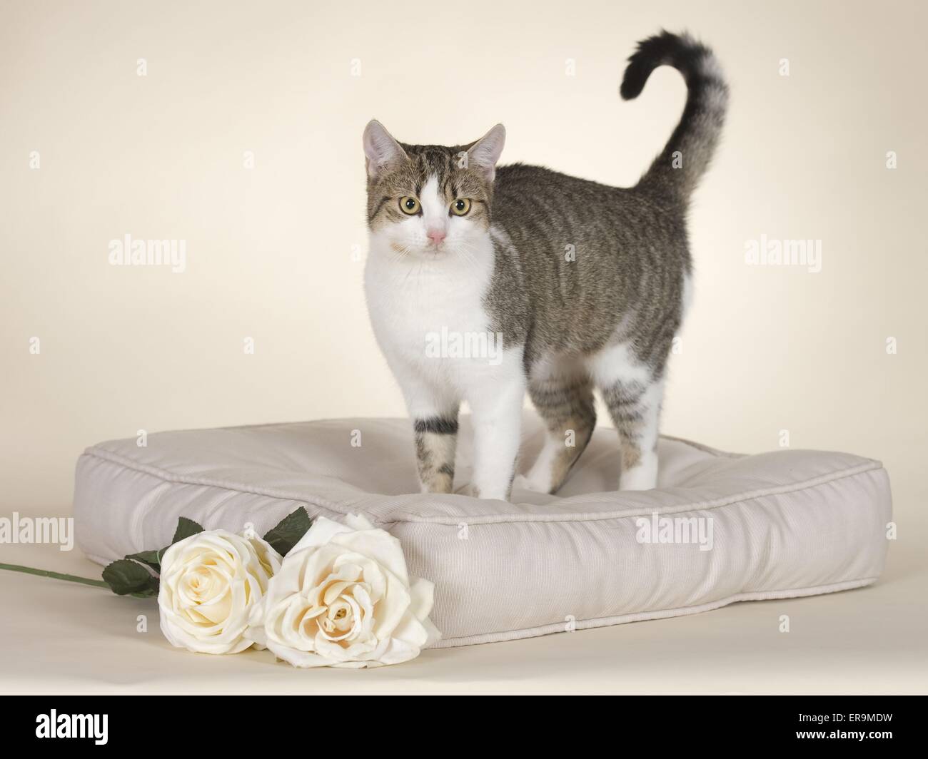 Cat roses hi-res stock photography and images - Alamy