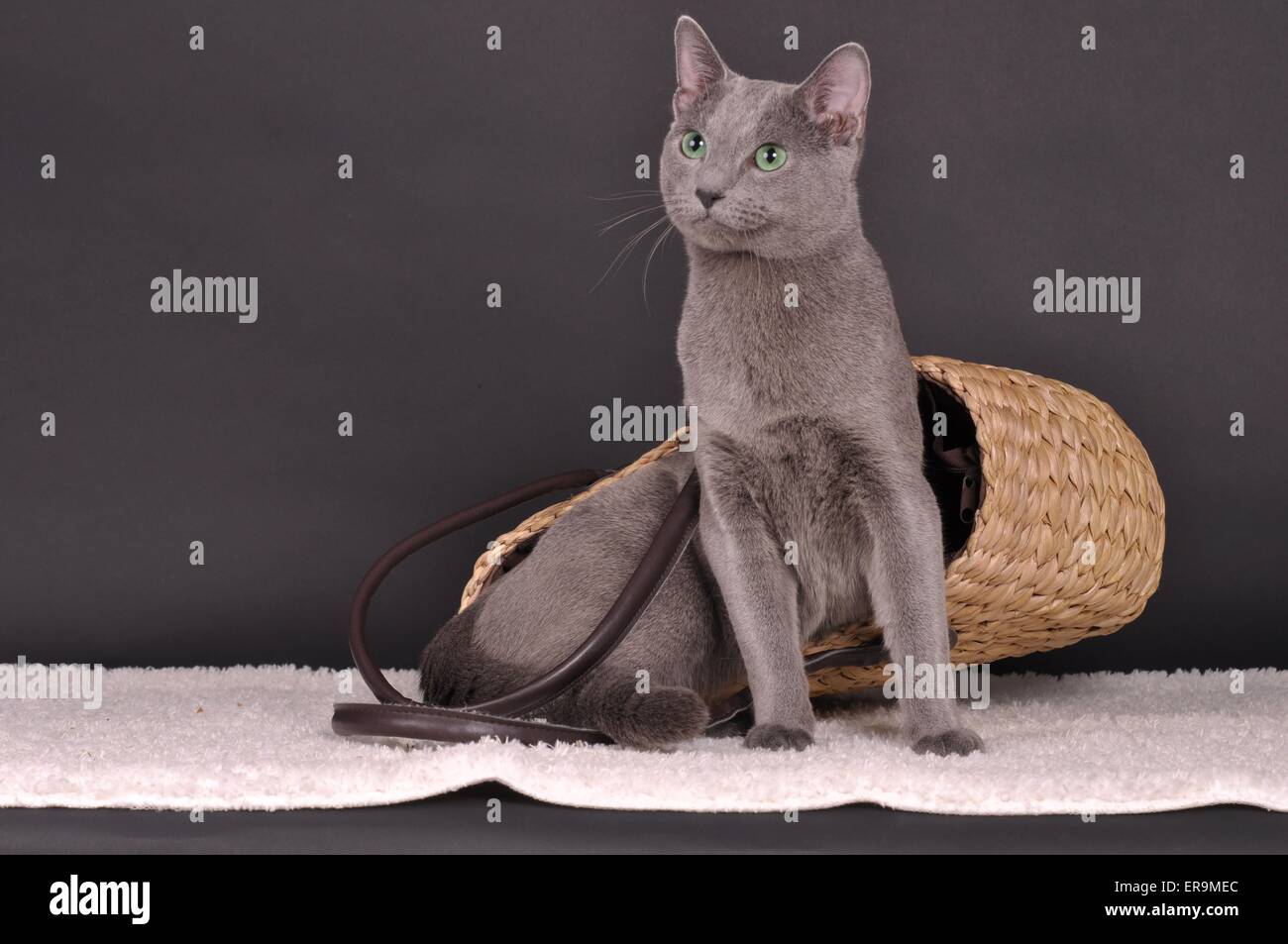 sitting Russian blue Stock Photo - Alamy