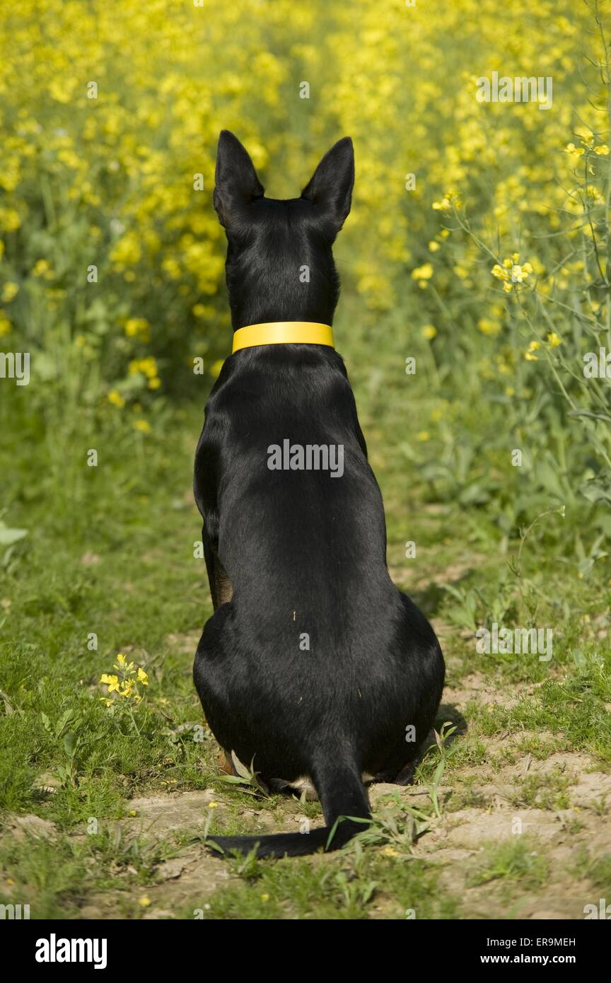 sitting Australian Kelpie Stock Photo - Alamy