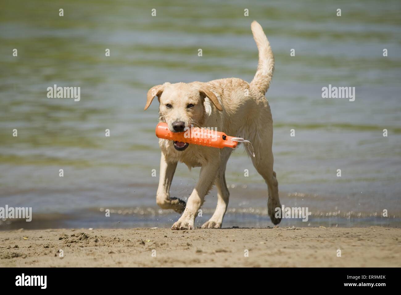 playing Labrador Retriever Stock Photo - Alamy