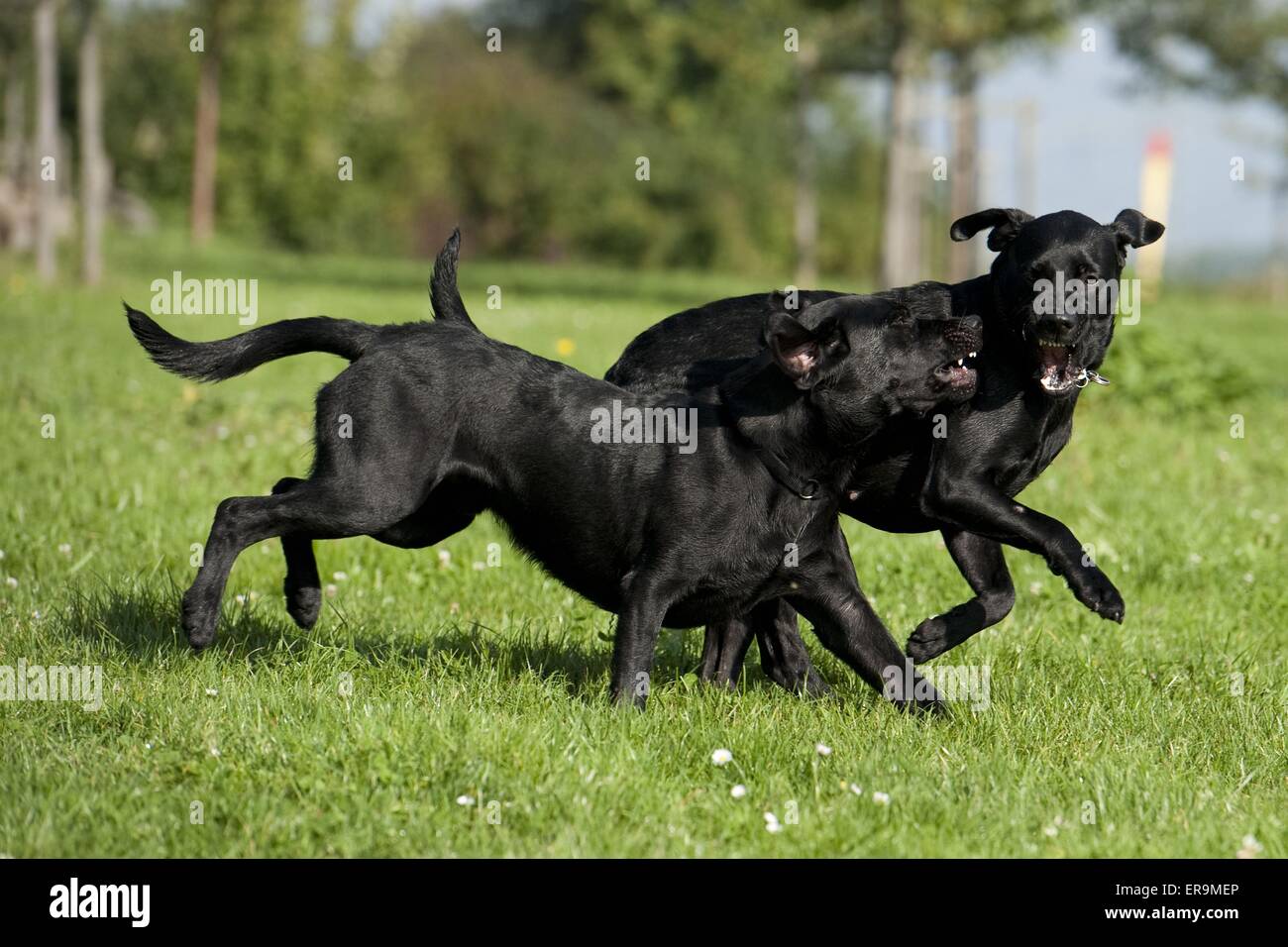 running Labrador Retriever Stock Photo - Alamy