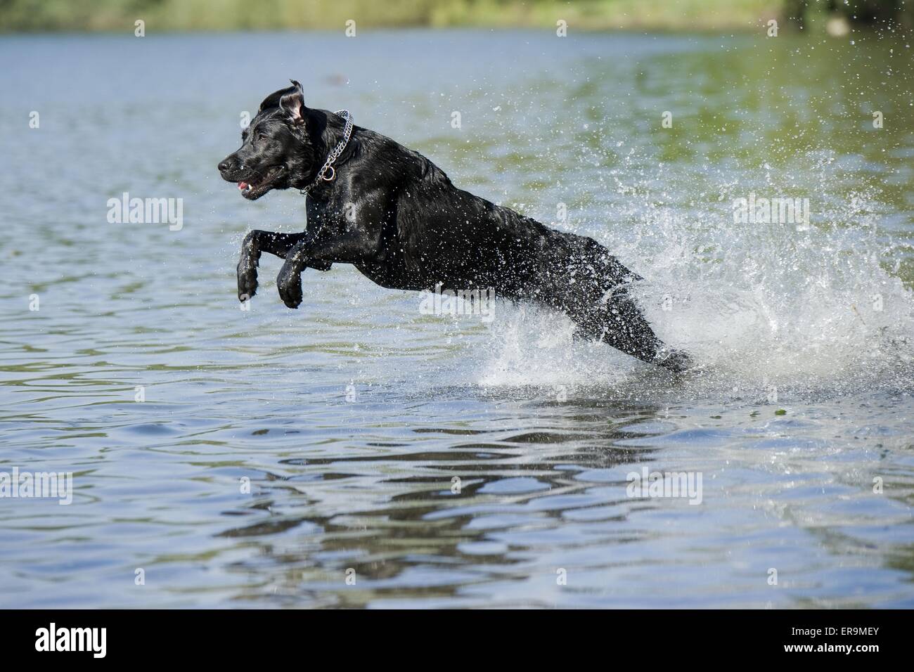 running Labrador Retriever Stock Photo - Alamy