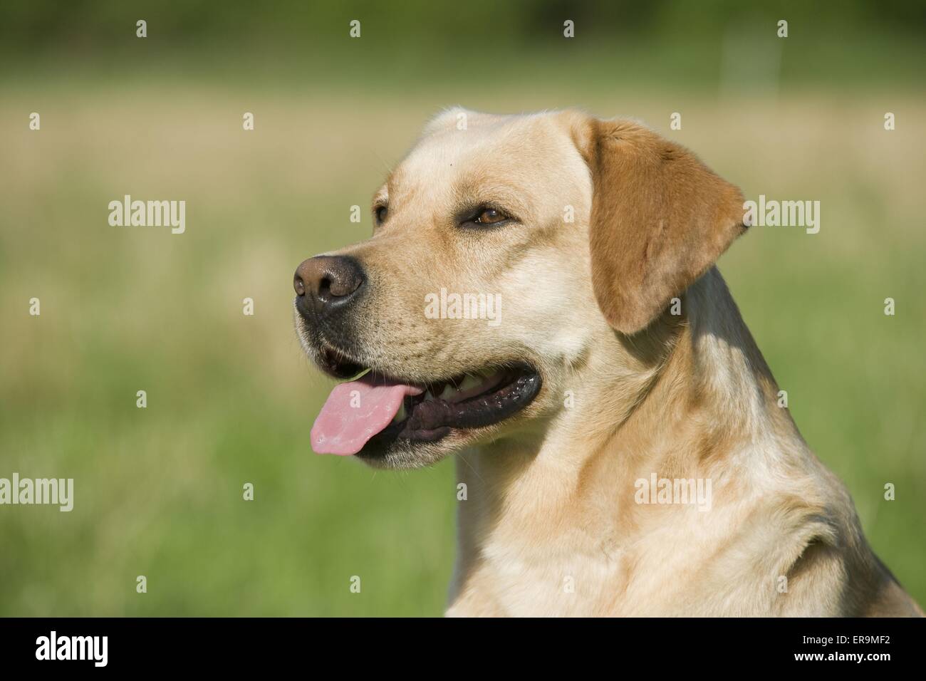 Labrador Retriever Portrait Stock Photo - Alamy