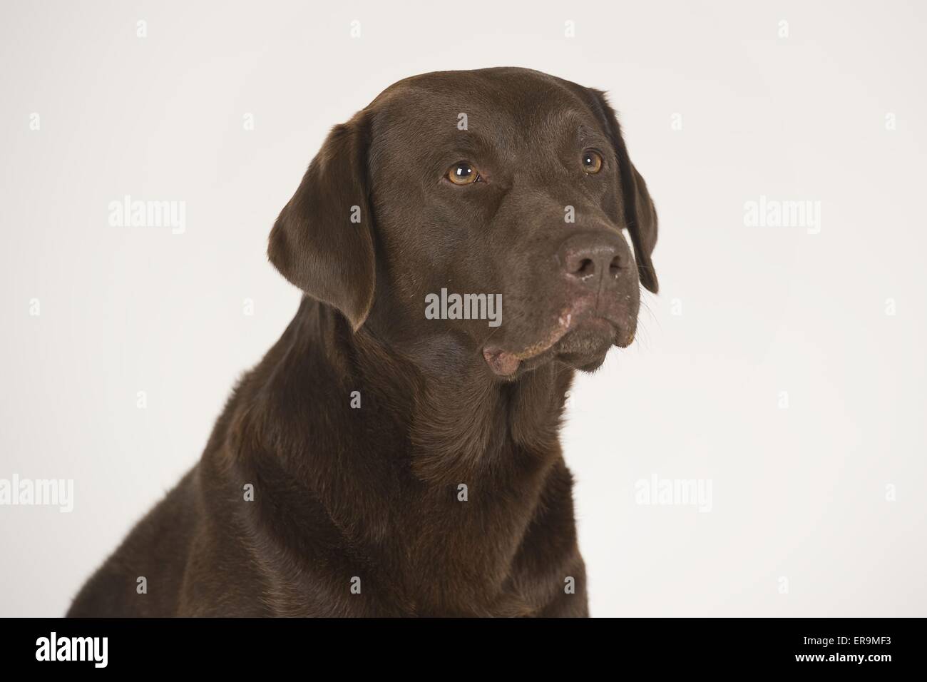 Labrador Retriever Portrait Stock Photo - Alamy
