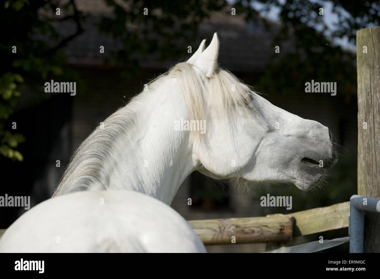 whinnying Andalusian horse Stock Photo - Alamy