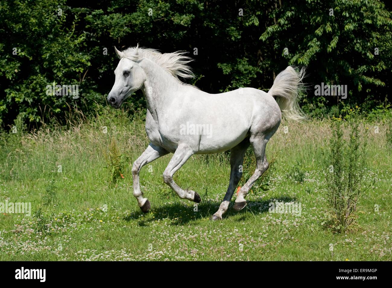galloping arabian horse Stock Photo - Alamy