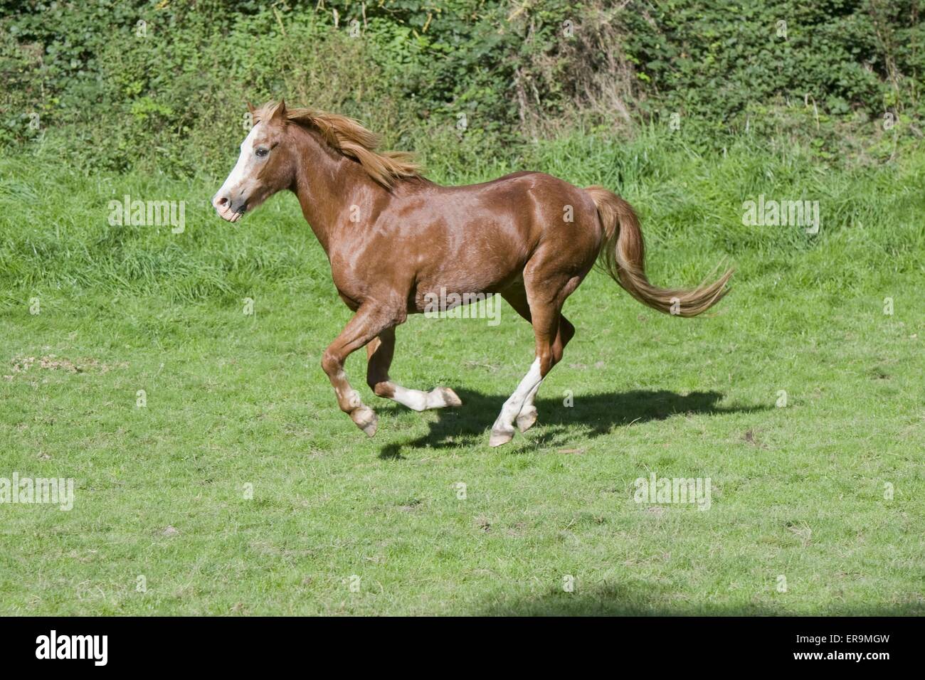 Senior pony hi-res stock photography and images - Alamy