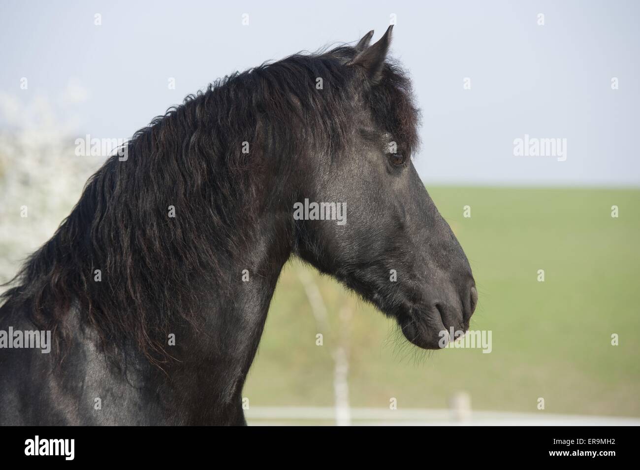 Frisian horse portrait Stock Photo - Alamy
