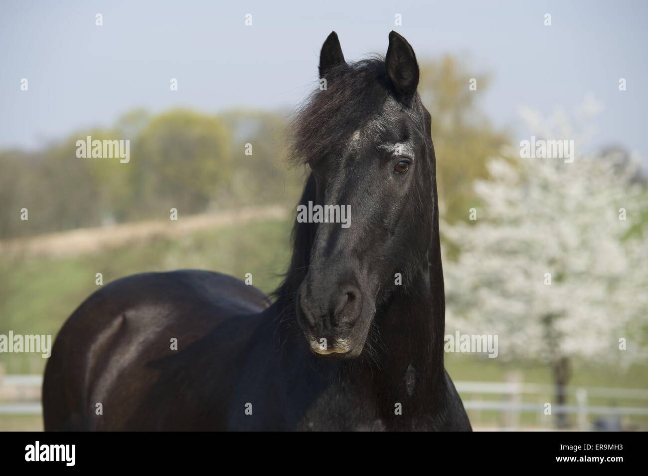 Old horse breed hi-res stock photography and images - Alamy