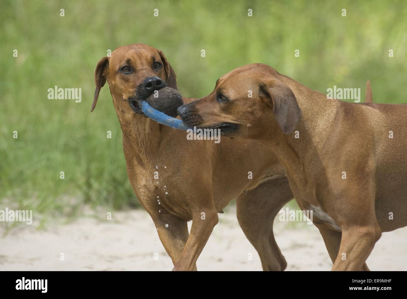 playing Rhodesian Ridgebacks Stock Photo - Alamy