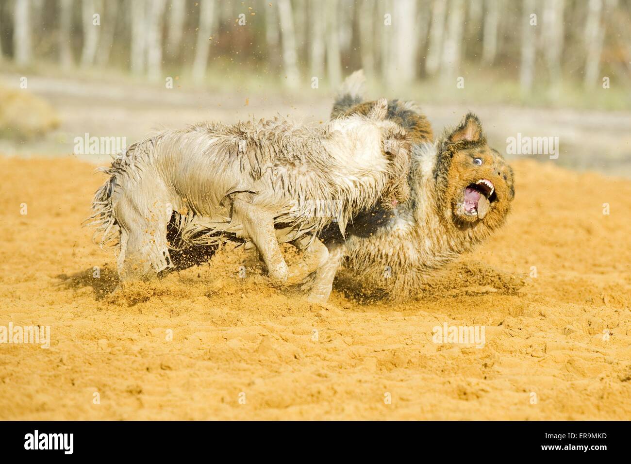 playing Australian Shepherds Stock Photo - Alamy