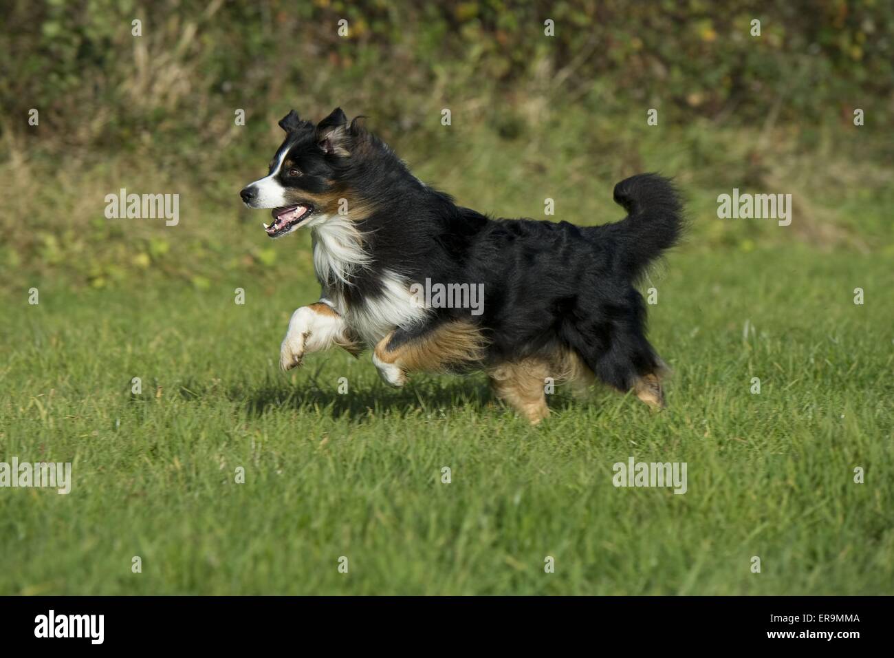running Australian Shepherd Stock Photo - Alamy