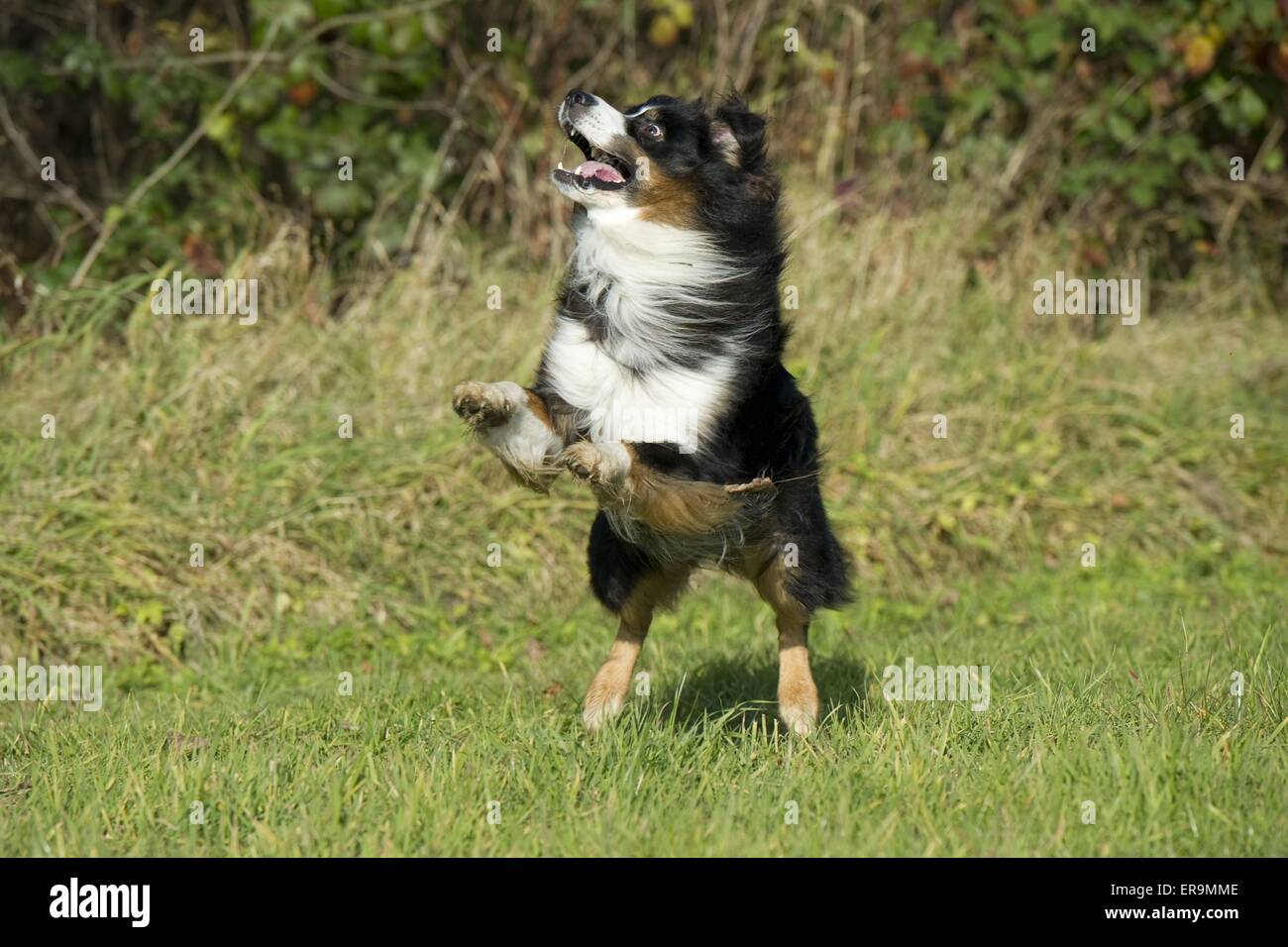 jumping Australian Shepherd Stock Photo - Alamy