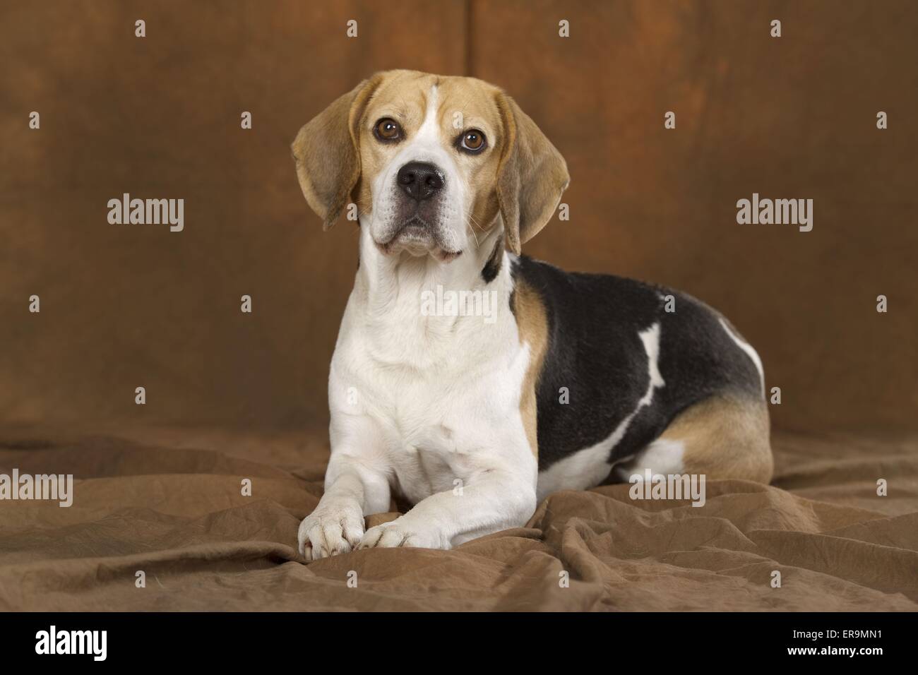 Bg beagle hi-res stock photography and images - Alamy