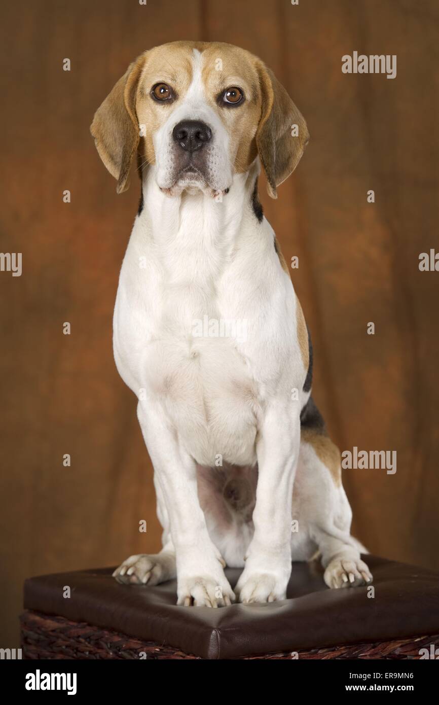 Bg beagle hi-res stock photography and images - Alamy