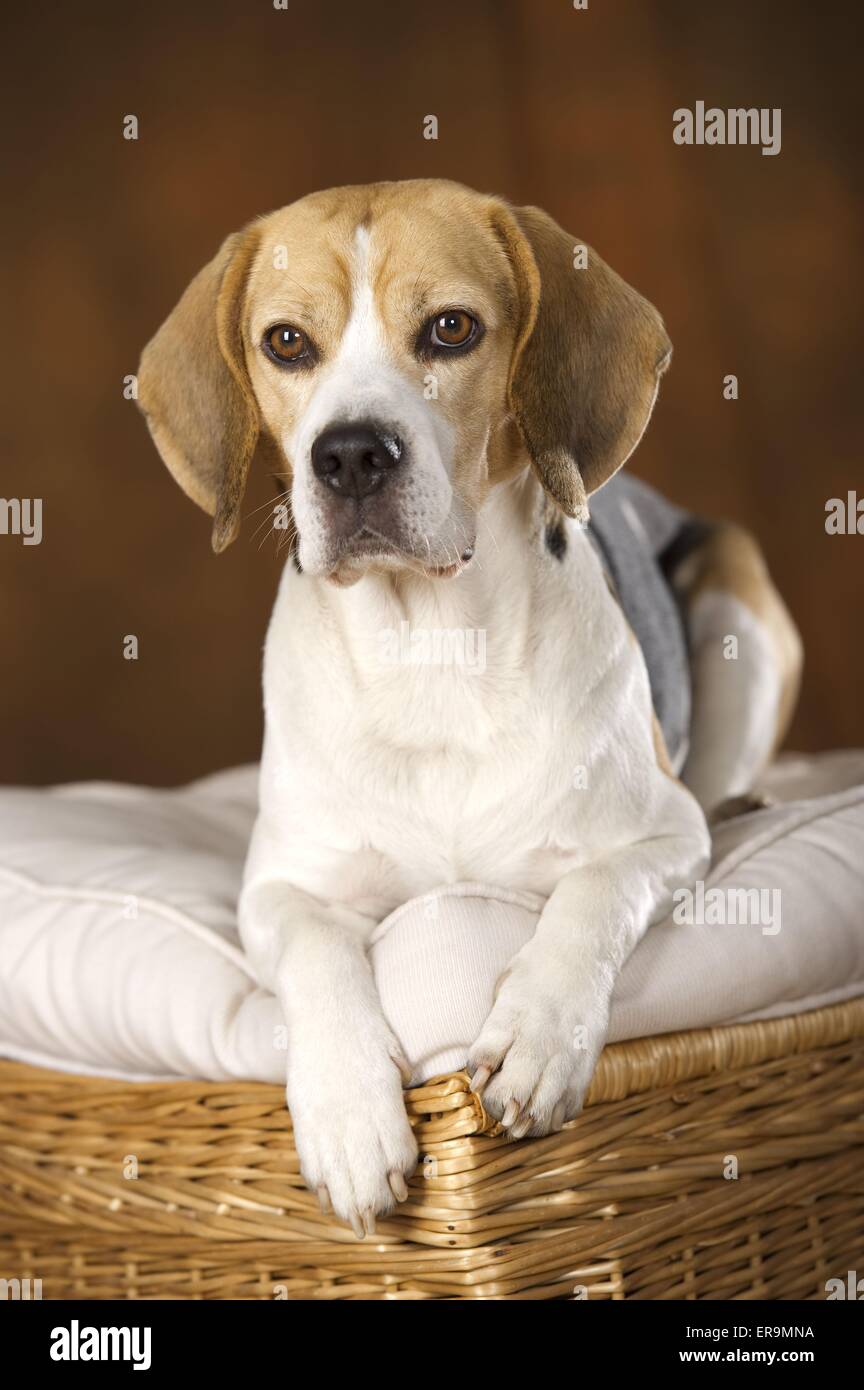 Bg beagle hi-res stock photography and images - Alamy