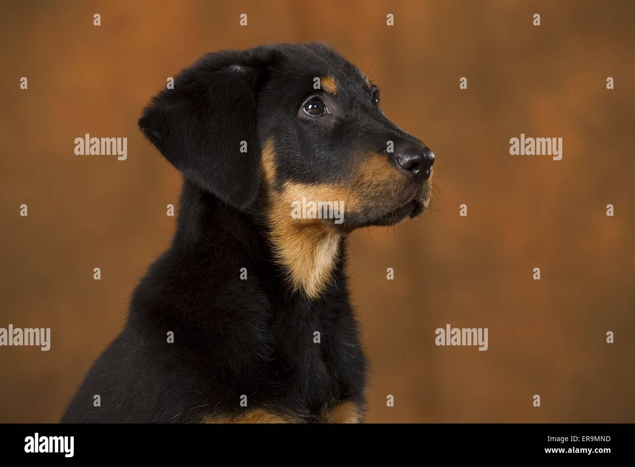 Portrait beauceron puppy hi-res stock photography and images - Alamy