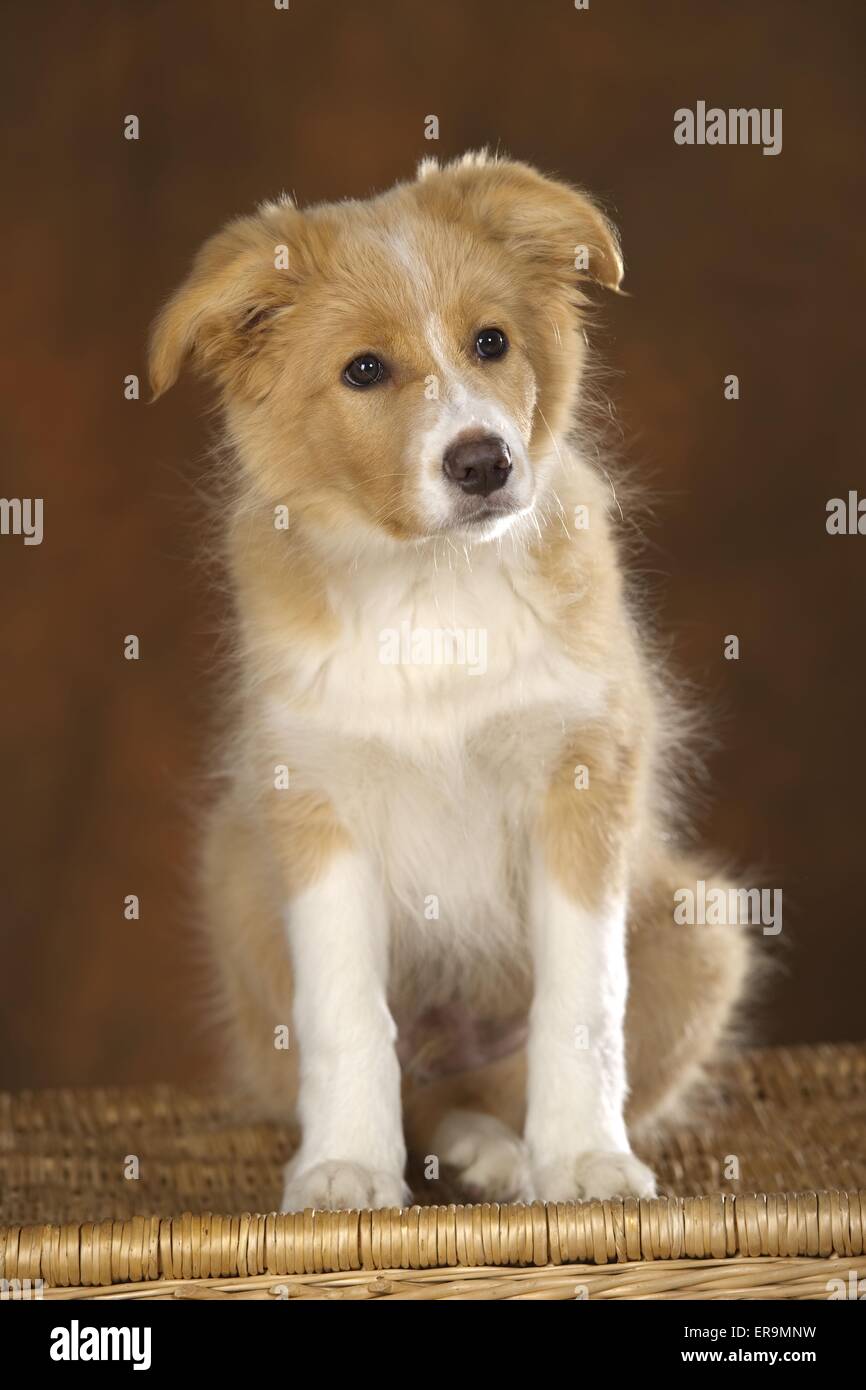 Border Collie puppy Stock Photo - Alamy