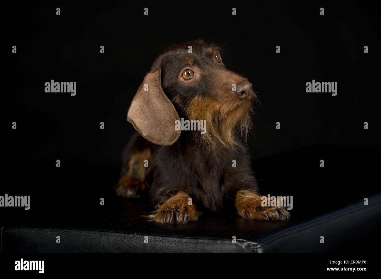 lying wirehaired teckel Stock Photo - Alamy