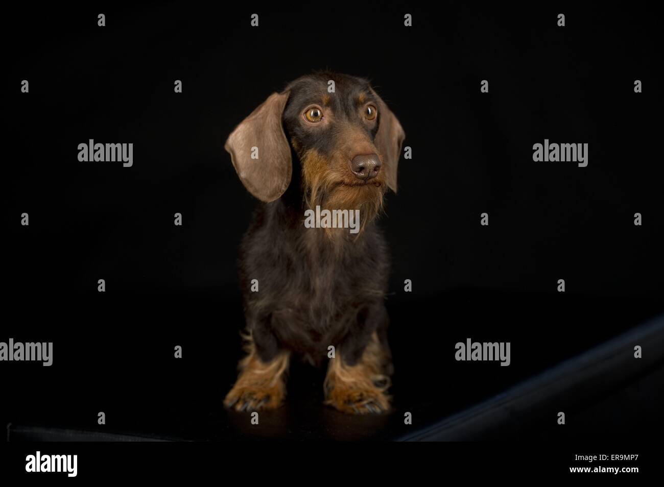 sitting wirehaired teckel Stock Photo - Alamy