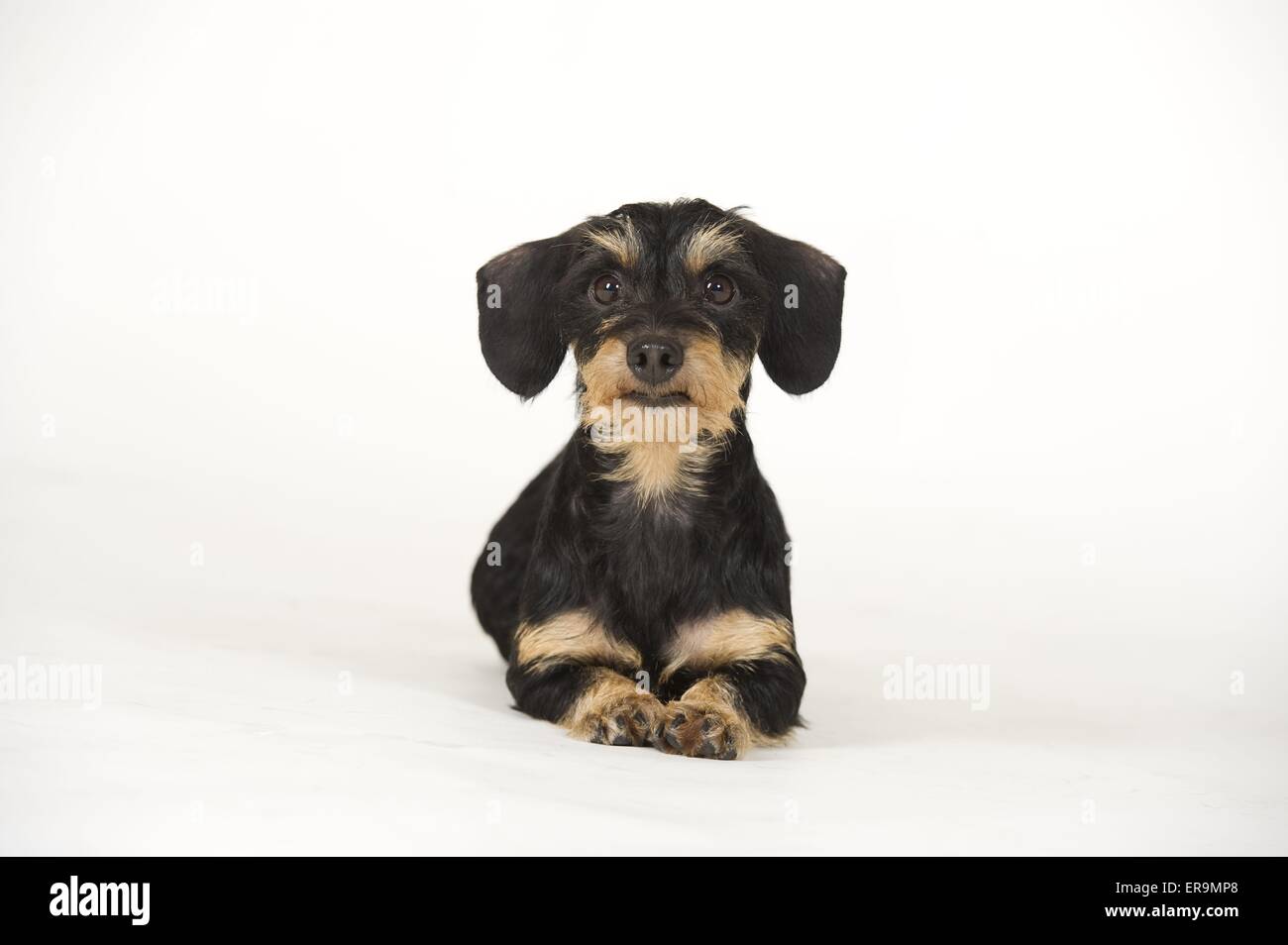 lying wirehaired teckel Stock Photo - Alamy