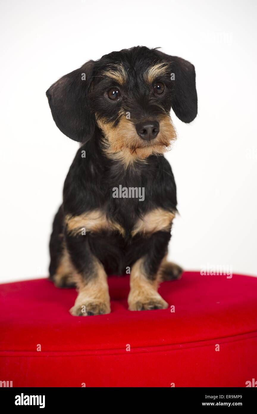 sitting wirehaired teckel Stock Photo - Alamy