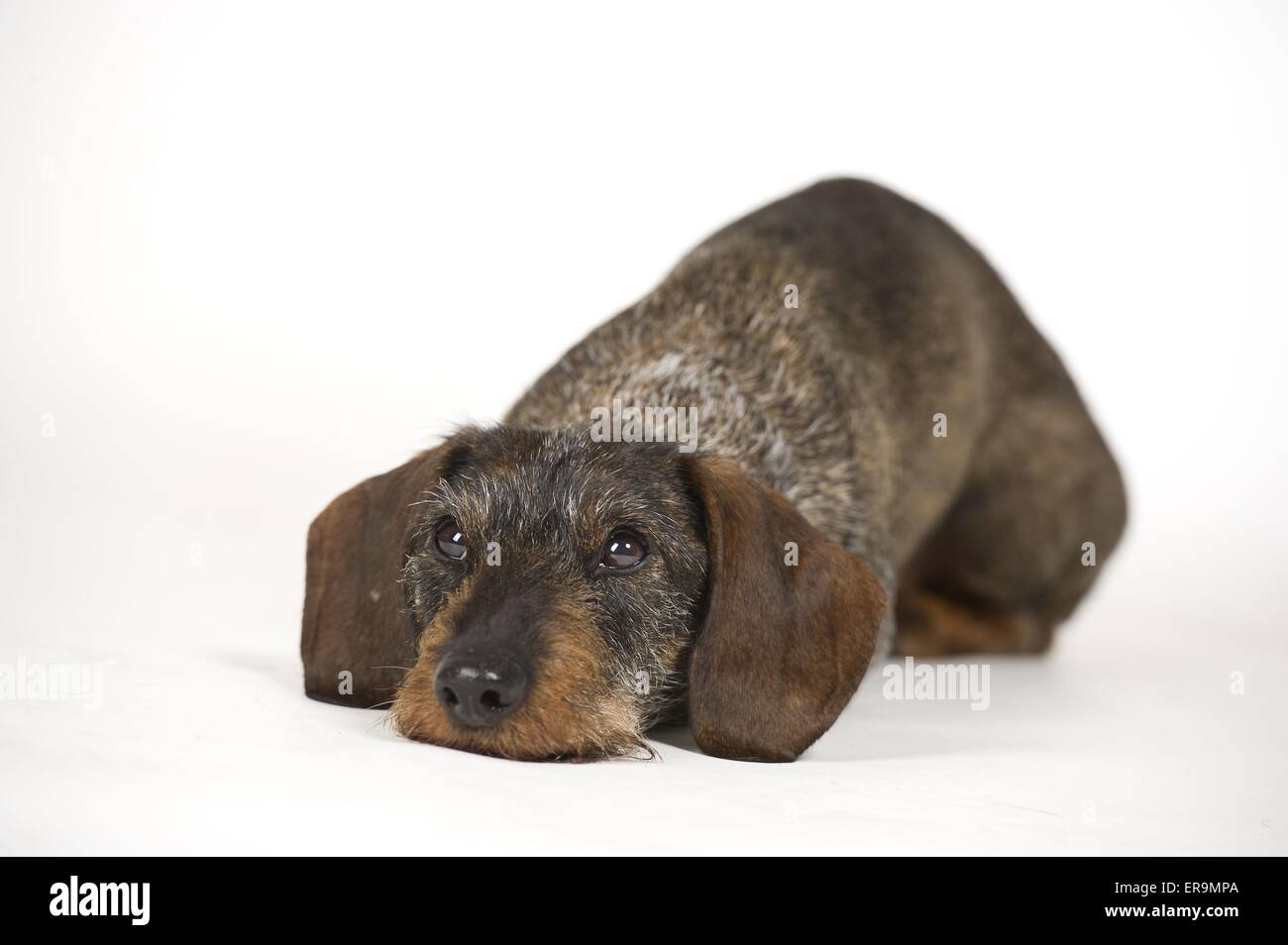 lying wirehaired teckel Stock Photo - Alamy