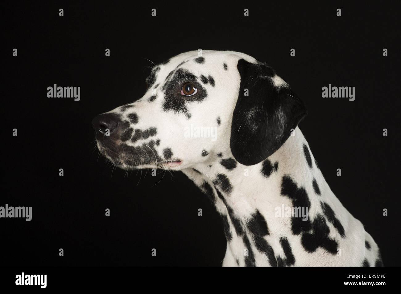 Portrait dog dalmatian side view hi-res stock photography and images ...
