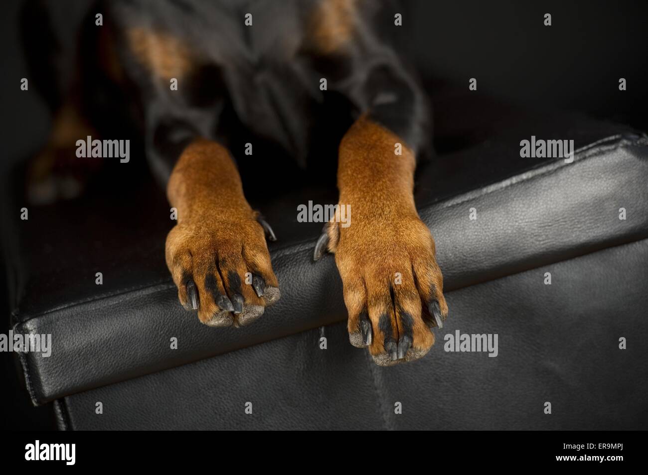 Doberman Pinscher paws Stock Photo - Alamy