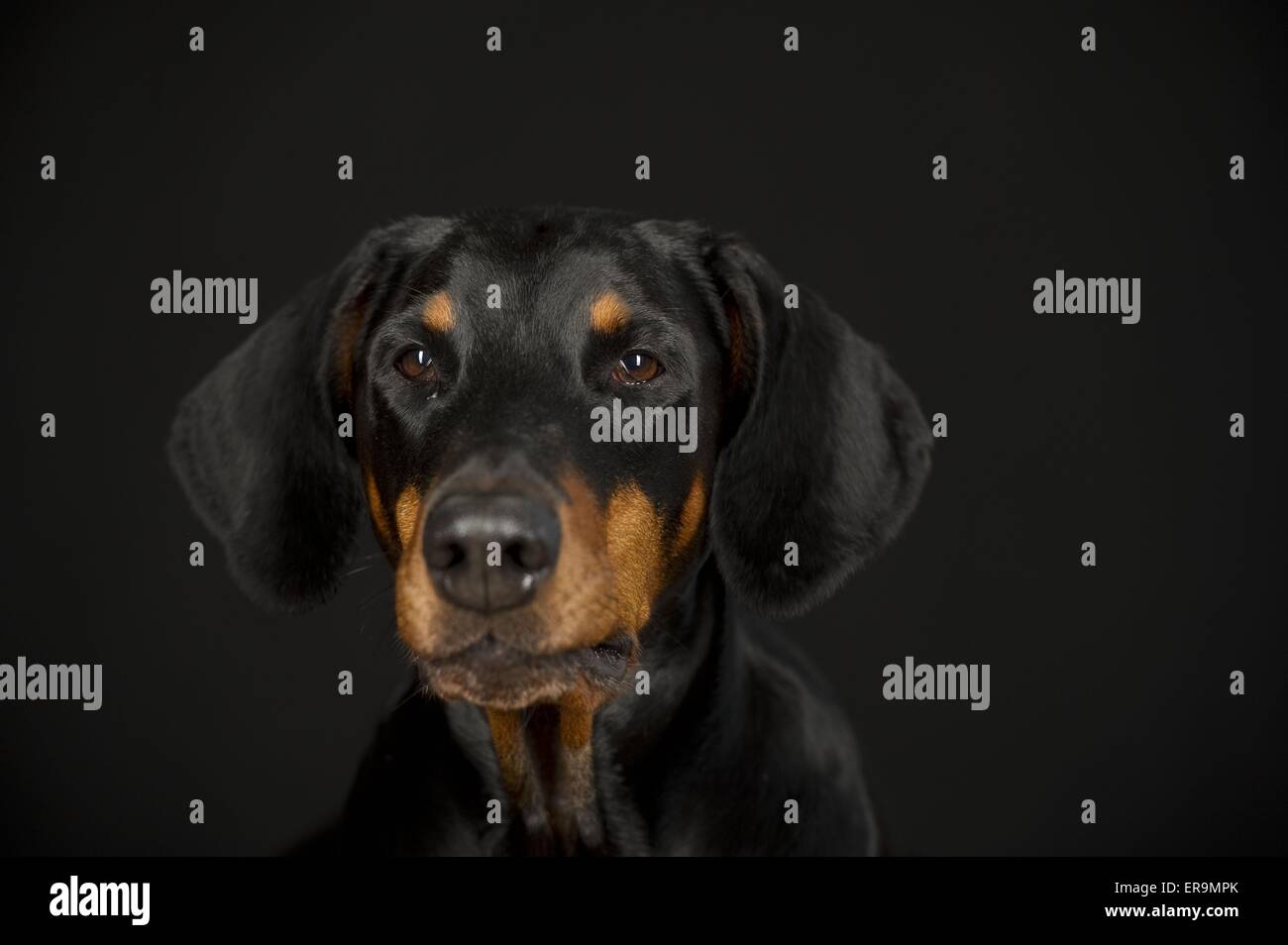 Indoor doberman hi-res stock photography and images - Alamy