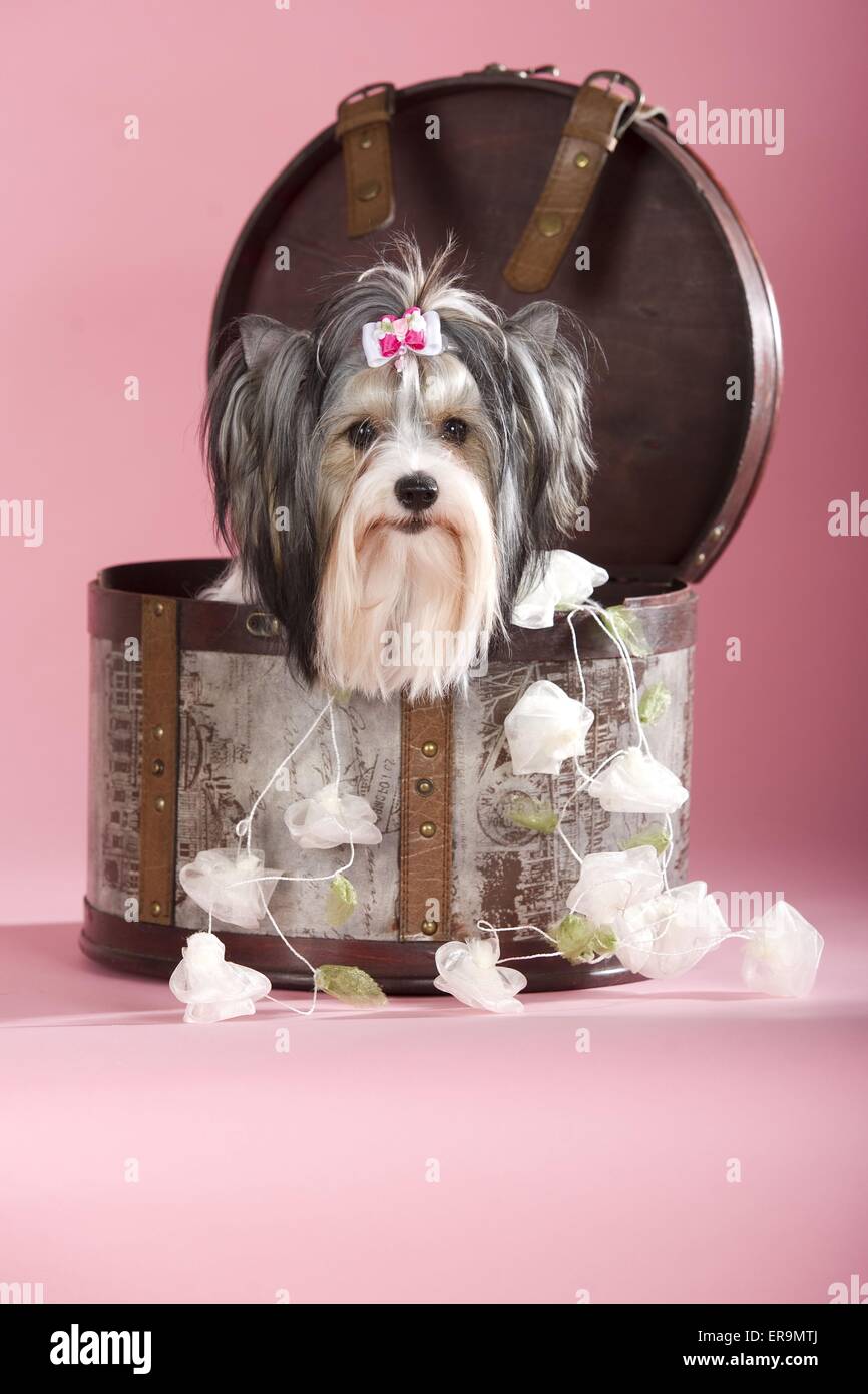Havanese head hi-res stock photography and images - Alamy
