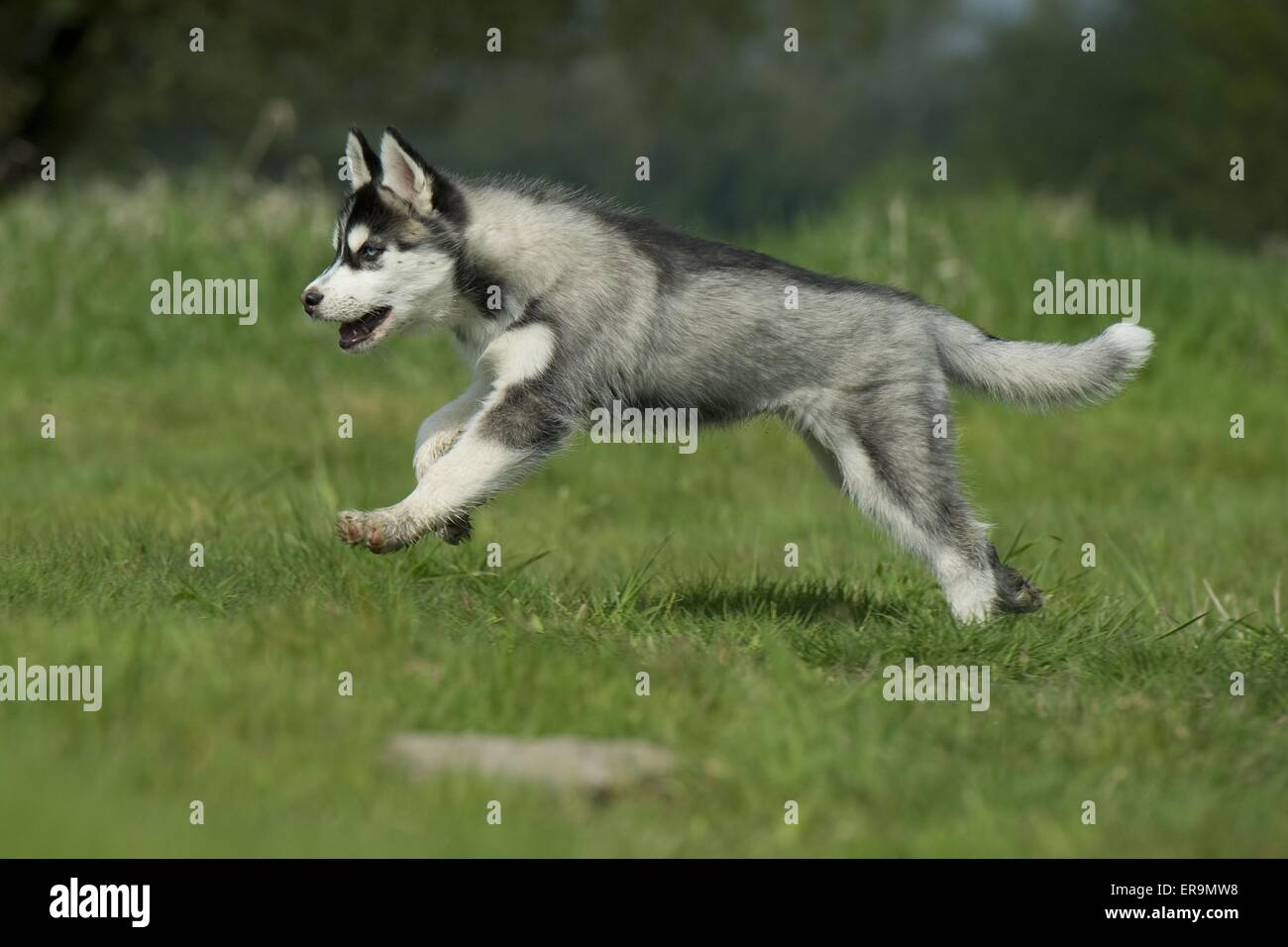 Siberian husky puppy side view hi-res stock photography and images - Alamy